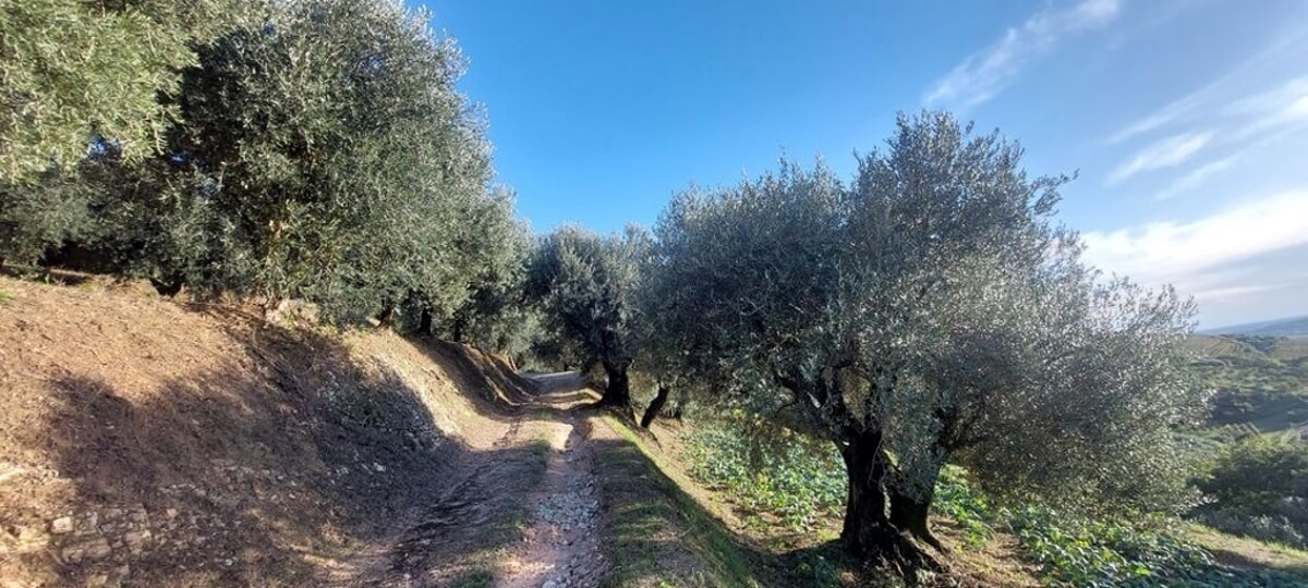 Trekking tra gli ulivi - Anteprima Lazise